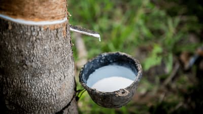 Natural vs. Synthetic Rubber