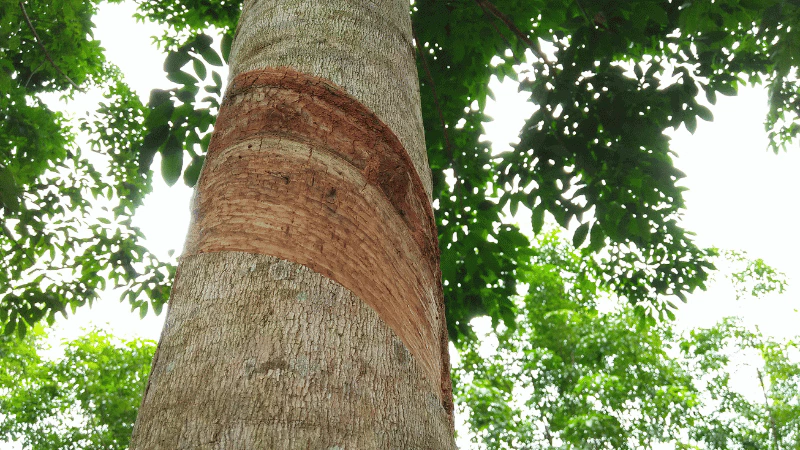 Natural Rubber: The Definitive Guide - Hongju